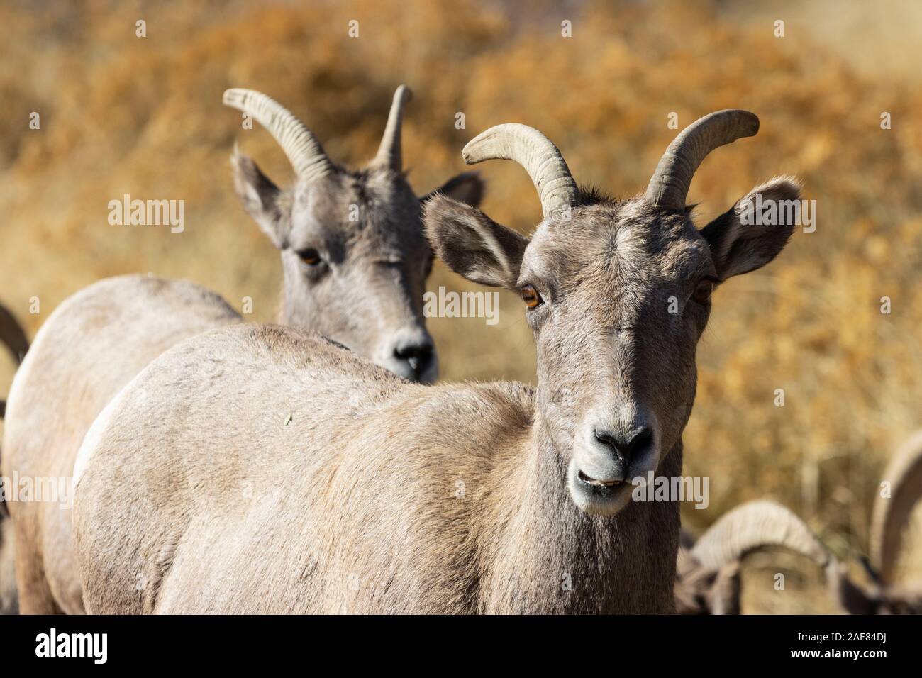 Two rams butting heads hi-res stock photography and images - Alamy