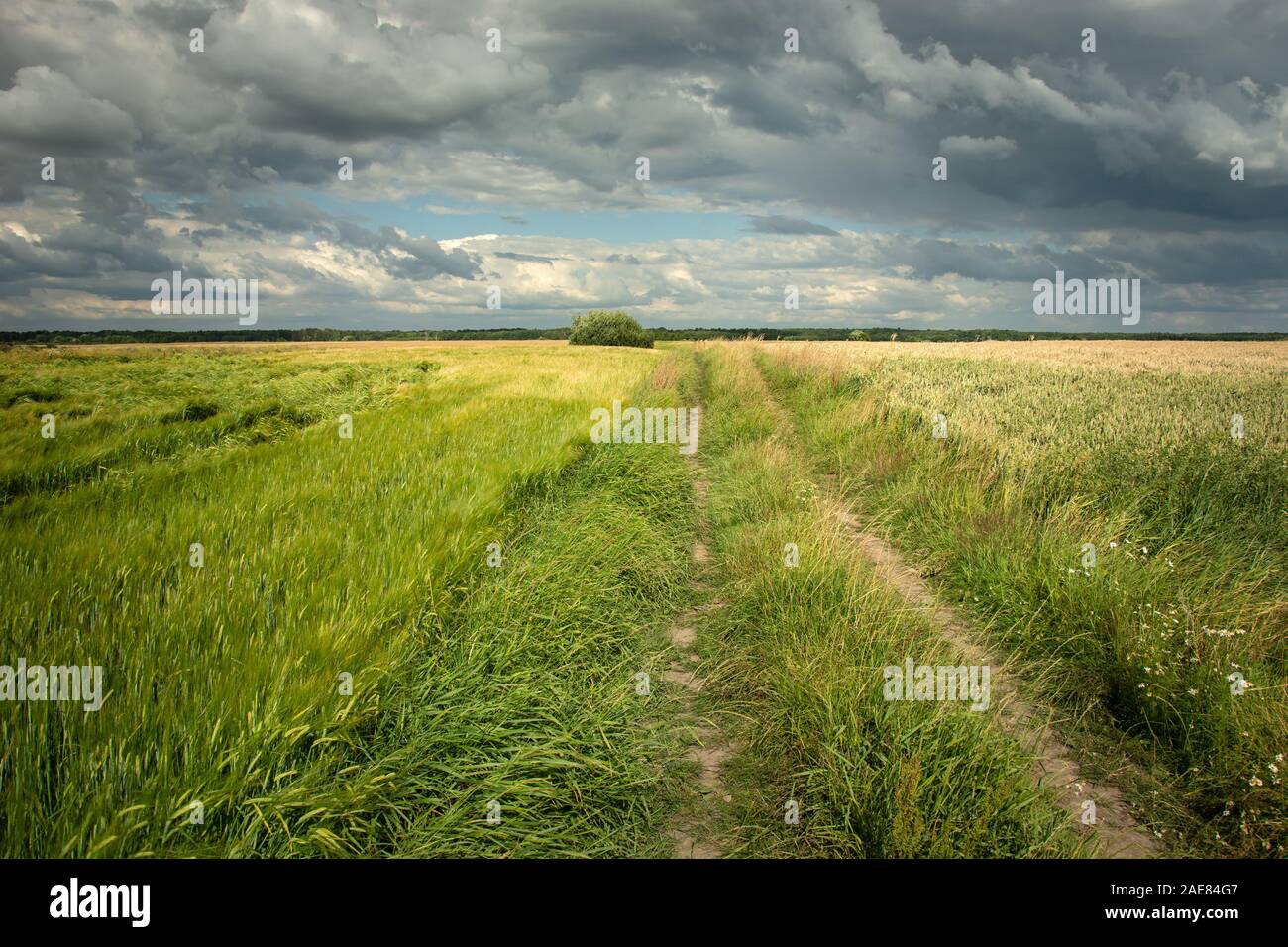 Dirt road through green fields and gray clouds on the sky Stock Photo ...