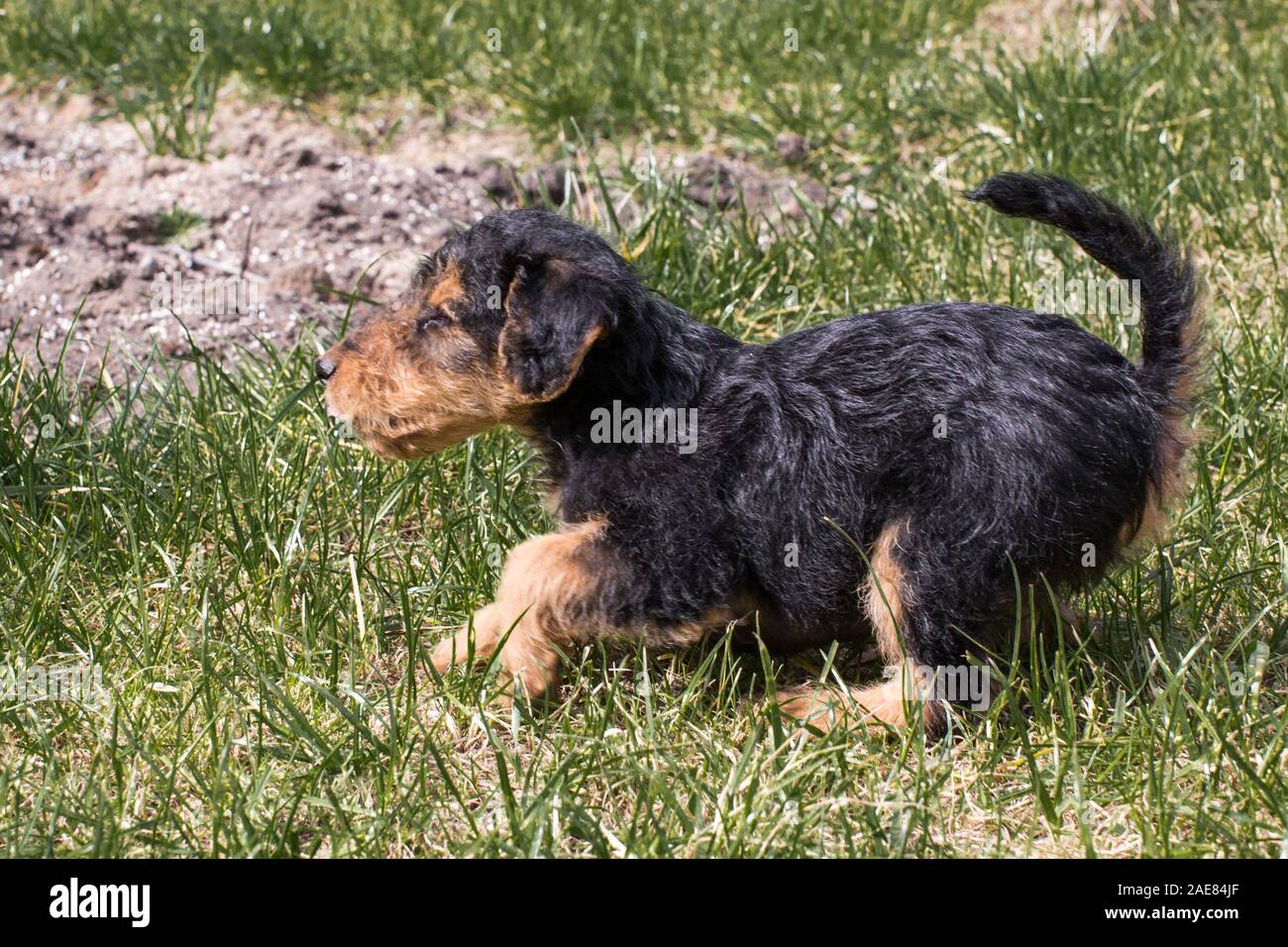 Dog. Welsh terrier puppy, cute, adorable pet Stock Photo - Alamy