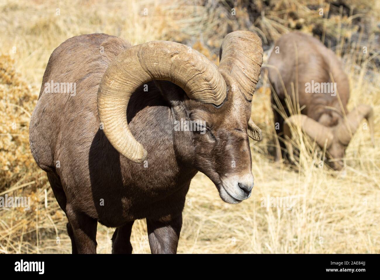 Butting Heads High Resolution Stock Photography and Images - Alamy