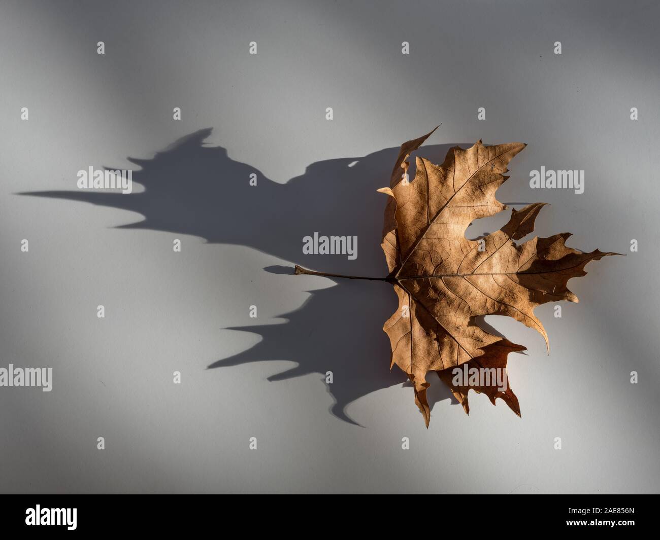 Leave vector hi-res stock photography and images - Alamy