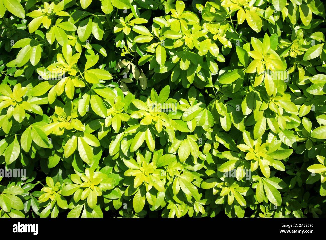 Natural texture made from green bush plants Stock Photo - Alamy
