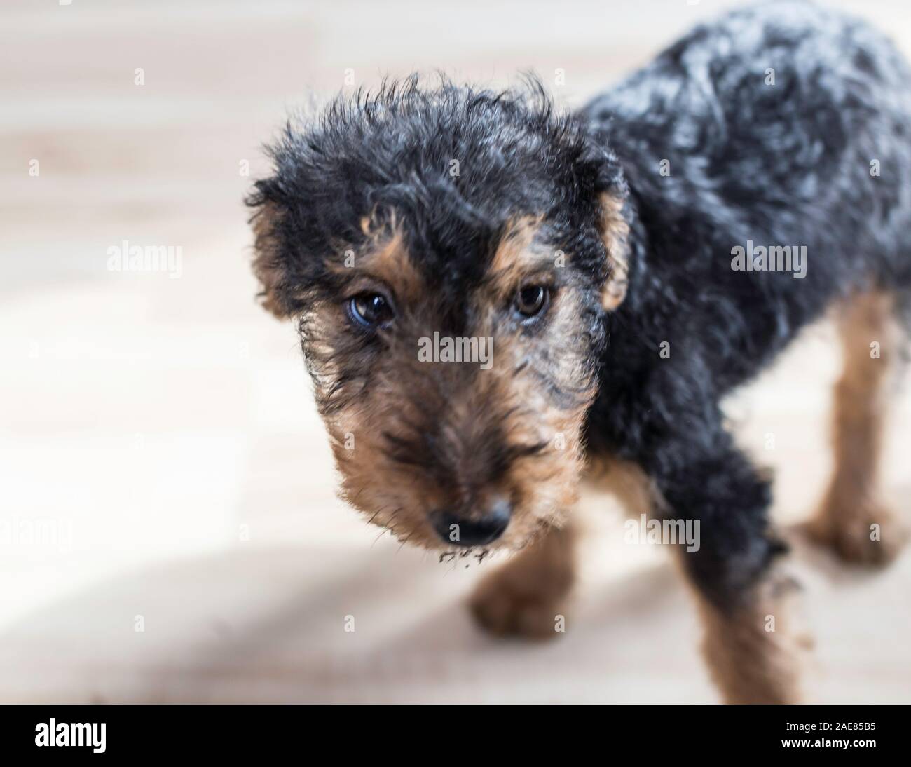 Dog. Welsh terrier puppy, cute, adorable pet Stock Photo - Alamy