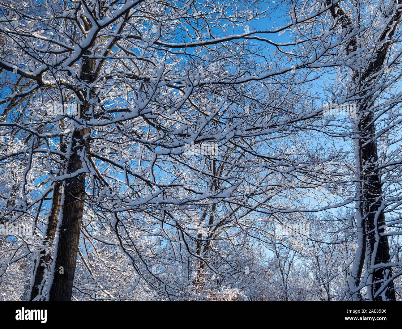 North american trees hi-res stock photography and images - Alamy