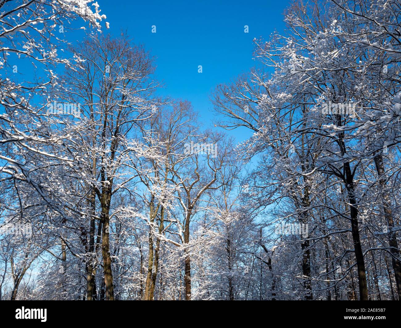 trees after the first snow storm of the season in the American North ...