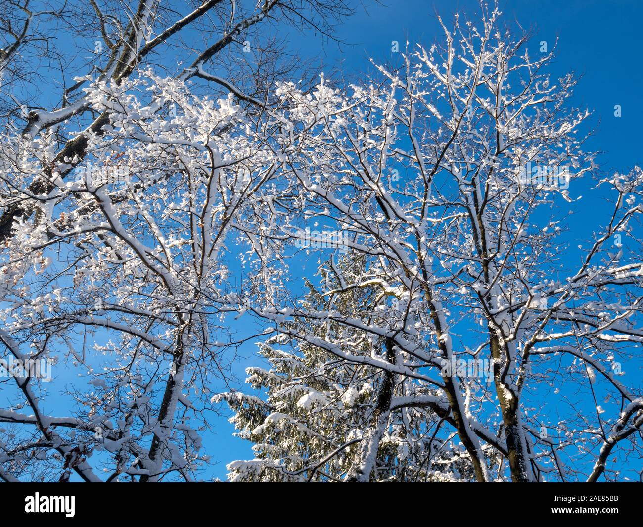 trees after the first snow storm of the season in the American North ...