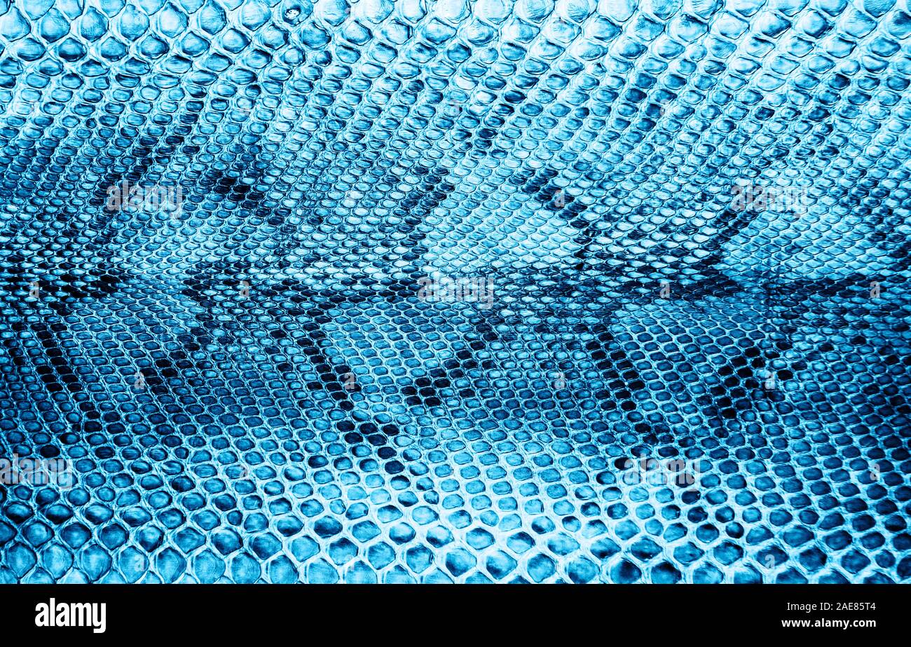 Snake skin background toned blue color Stock Photo - Alamy