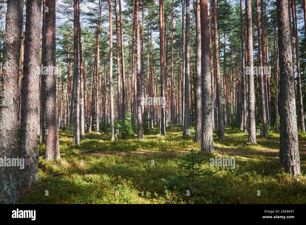 The Tall Pine Tree Forest in a Straight Line, Estonia Stock Photo - Alamy