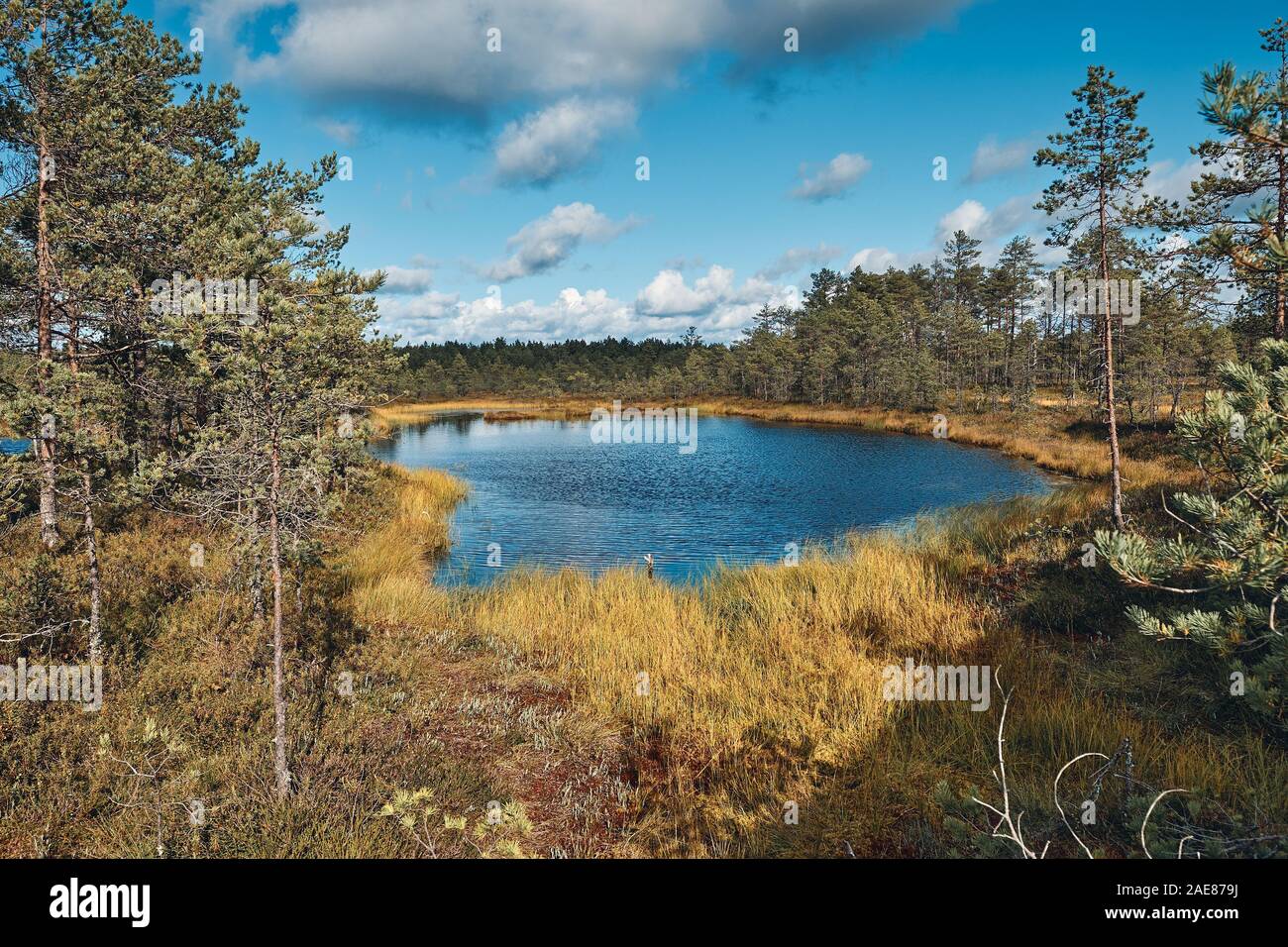Estonia Green High Resolution Stock Photography and Images - Alamy