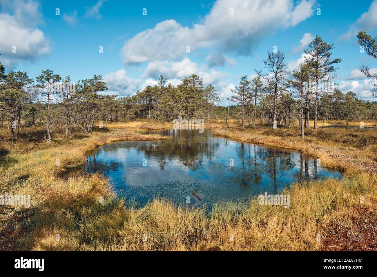Bog walking and estonia hi-res stock photography and images - Alamy