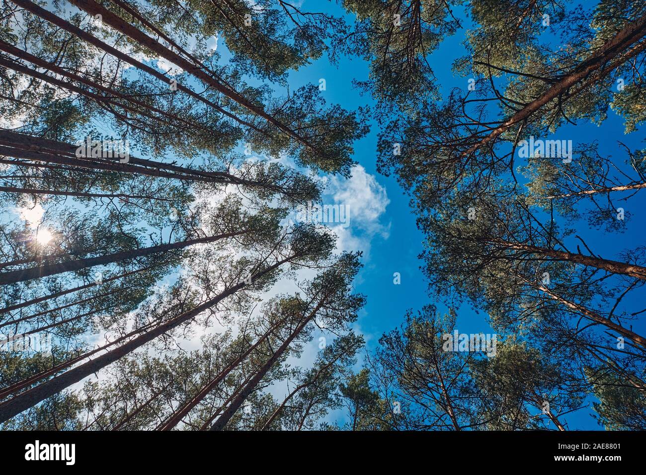 The Tall Pine Tree Forest in a Straight Line, Estonia Stock Photo - Alamy