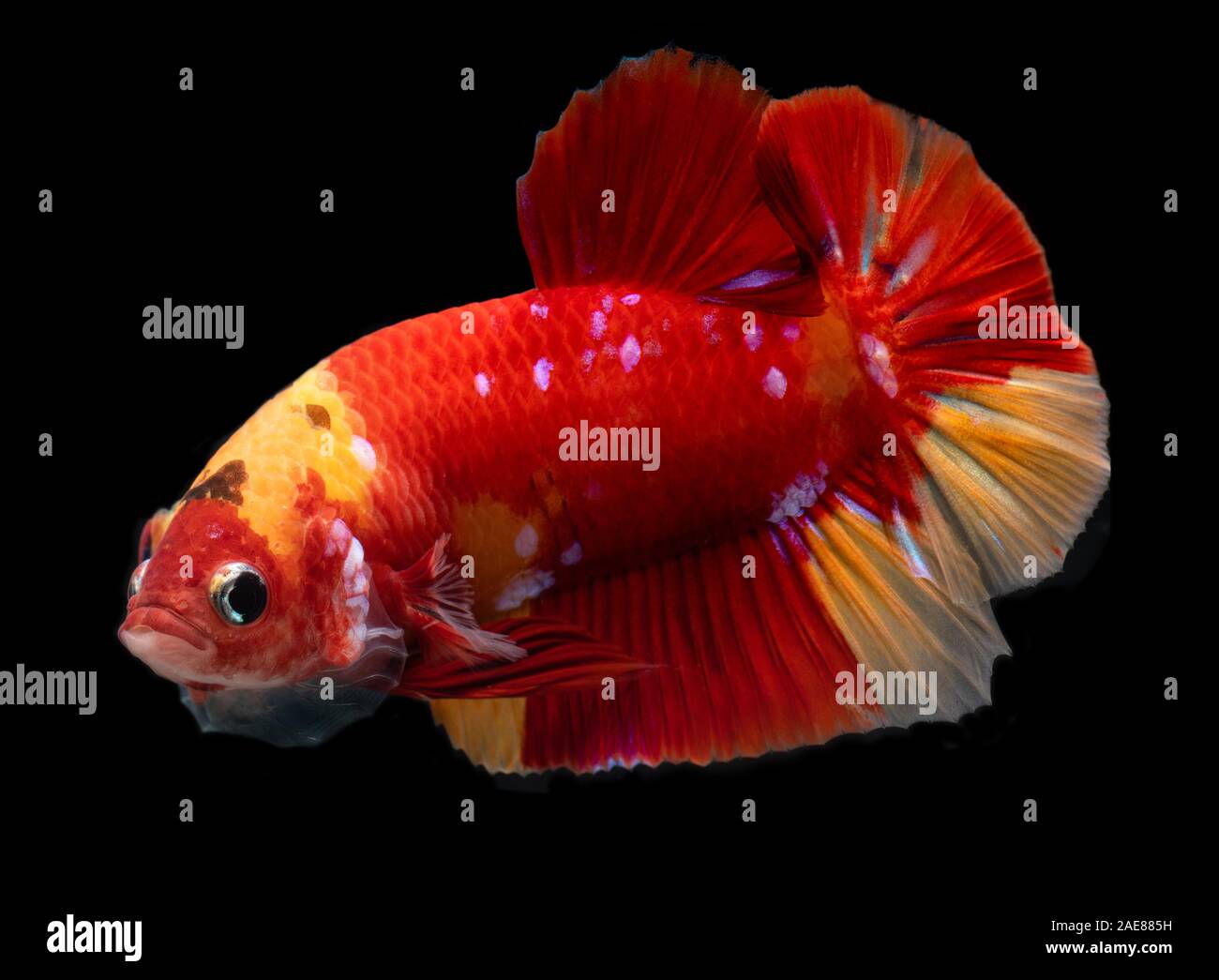 Fancy koi galaxy betta or siamese fighting fish with black background ...