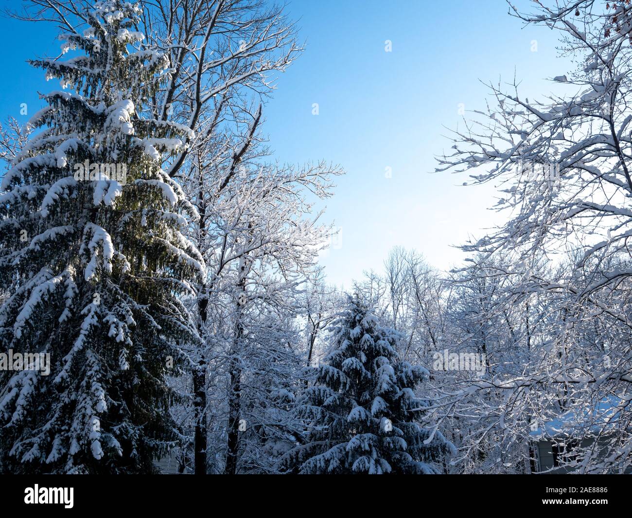 North american trees hi-res stock photography and images - Alamy