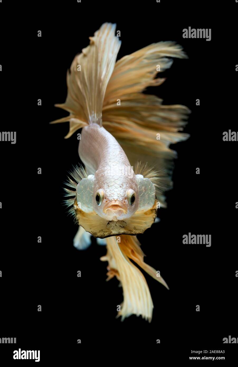 Silver gold long half moon Betta fish or Siamese fighting fish with ...