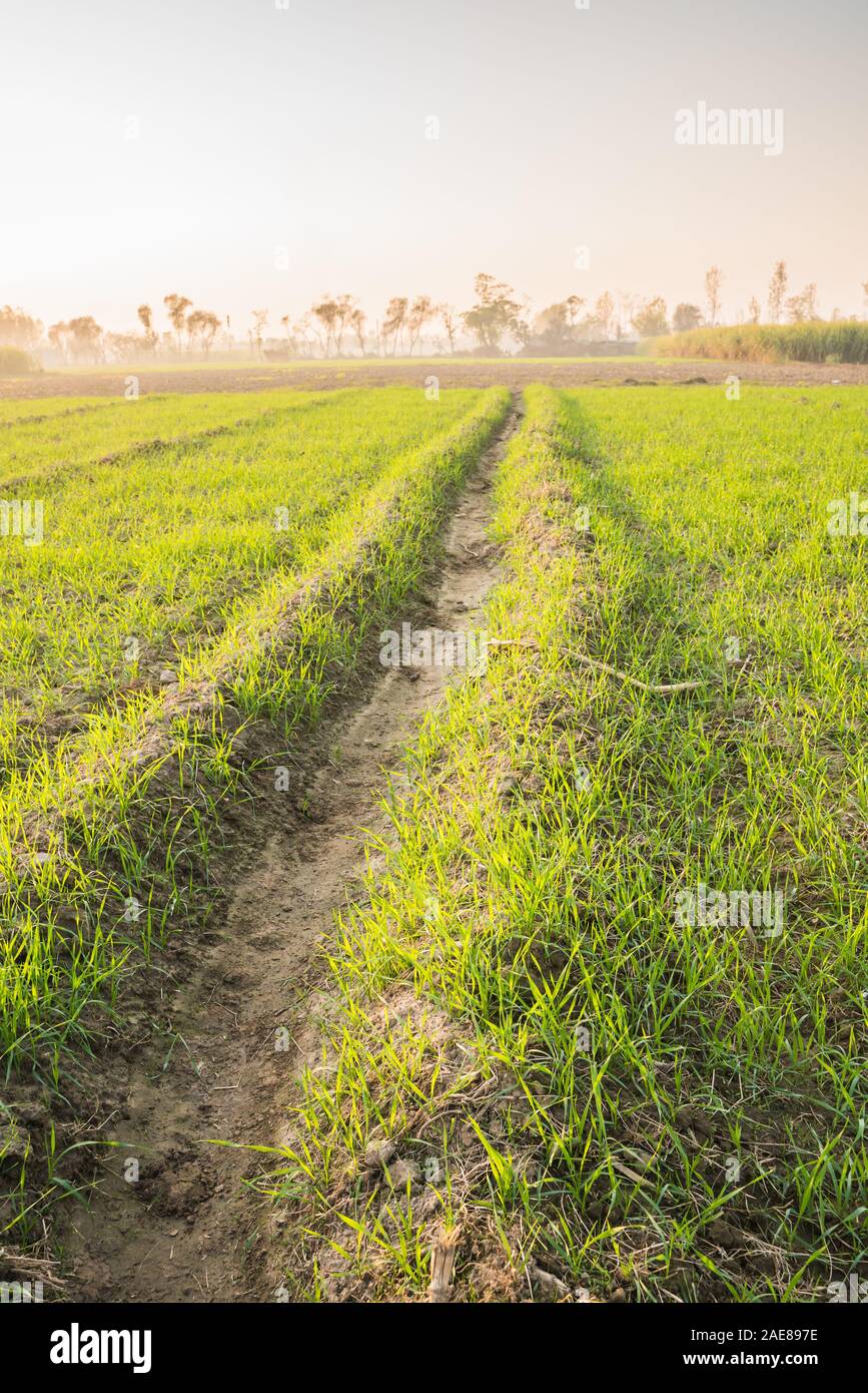 Pakistan agriculture hi-res stock photography and images - Alamy