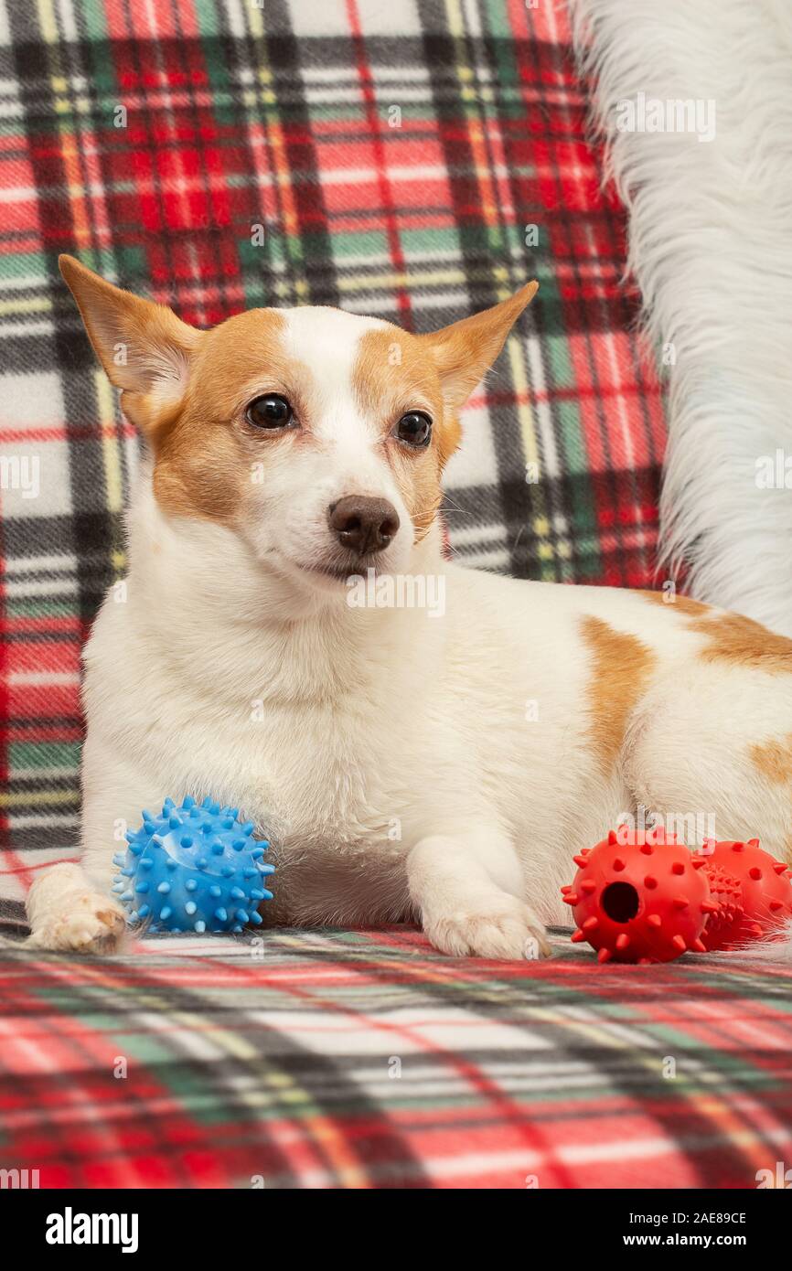 Sad jack russell terrier dog hi-res stock photography and images - Alamy