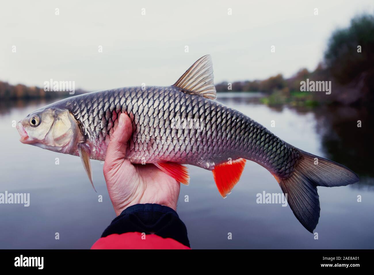 Fall Catch High Resolution Stock Photography and Images - Alamy