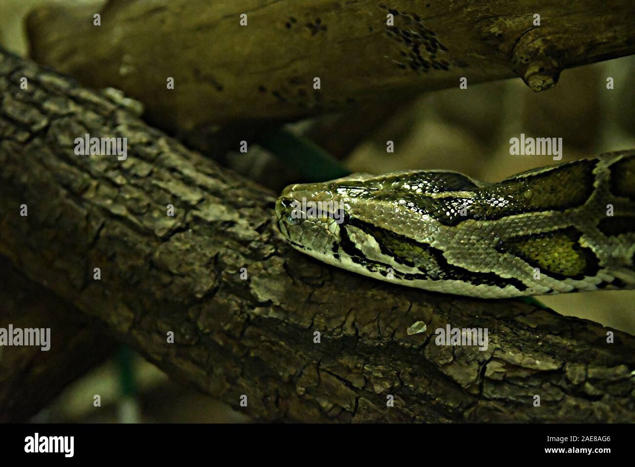 Python Mouth High Resolution Stock Photography and Images - Alamy