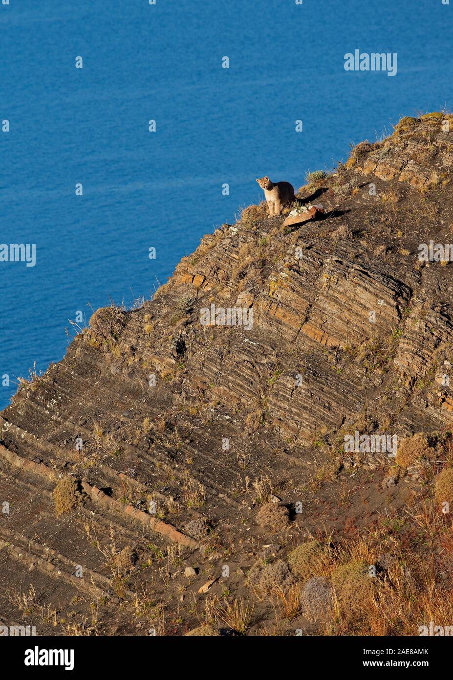 Juvenile Patagonian Puma cub sitting on rocky slope close to lake Stock ...