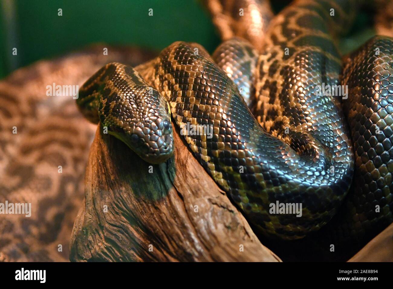 Anaconda Snake Mouth High Resolution Stock Photography and Images - Alamy