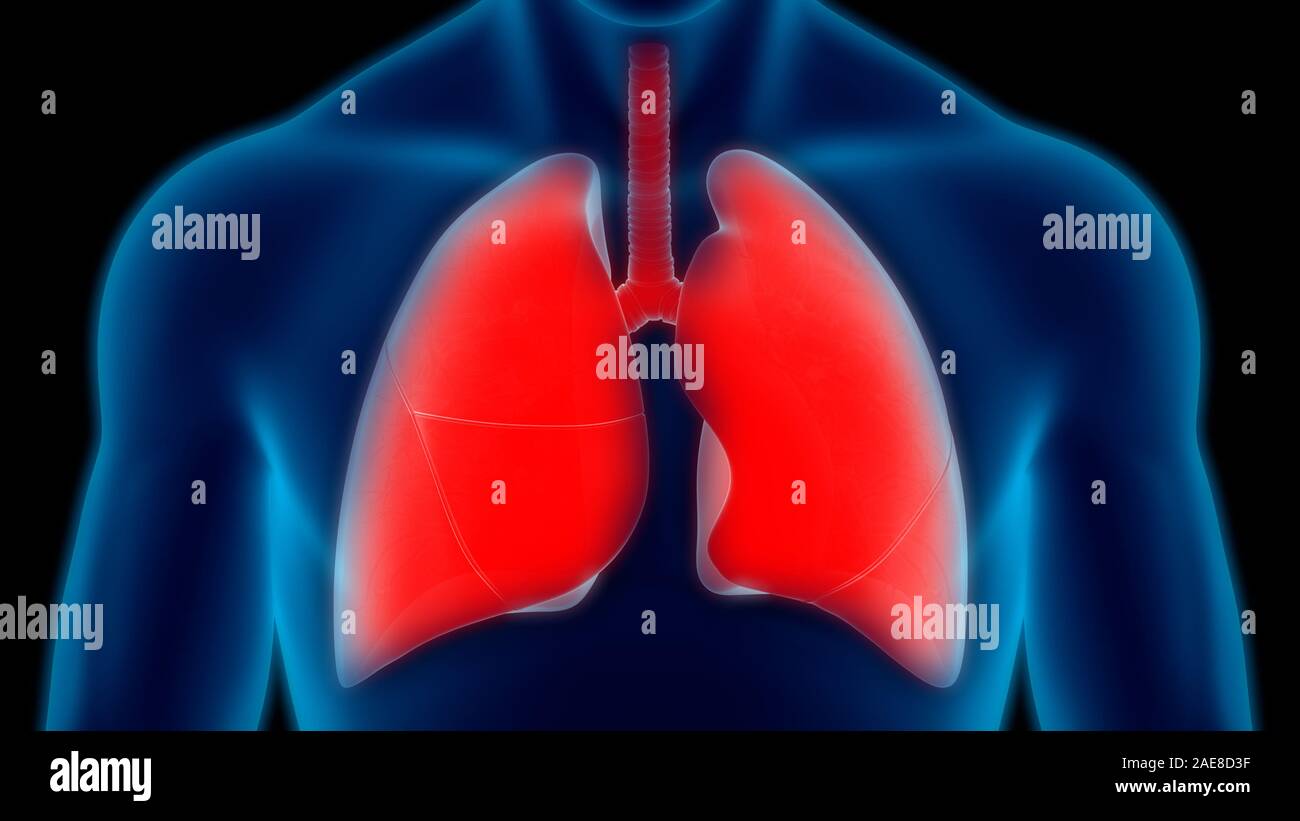 Human Respiratory System Lungs Anatomy Stock Photo - Alamy