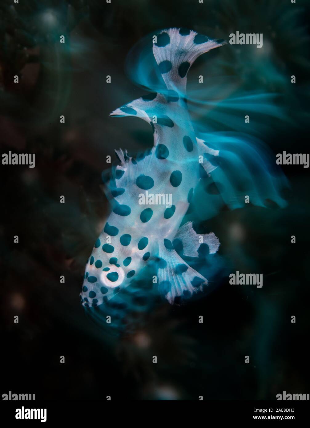 A distinctive juvenile Humpback grouper, Cromileptes altivelis, hovers ...