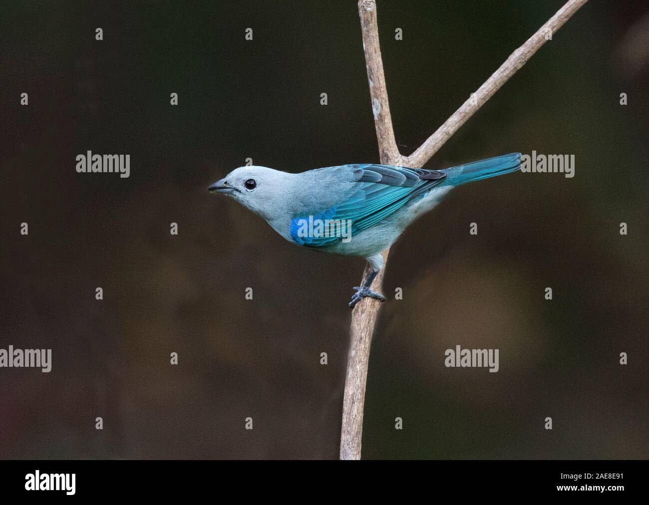 Blue Gray Tanager Stock Photo - Alamy