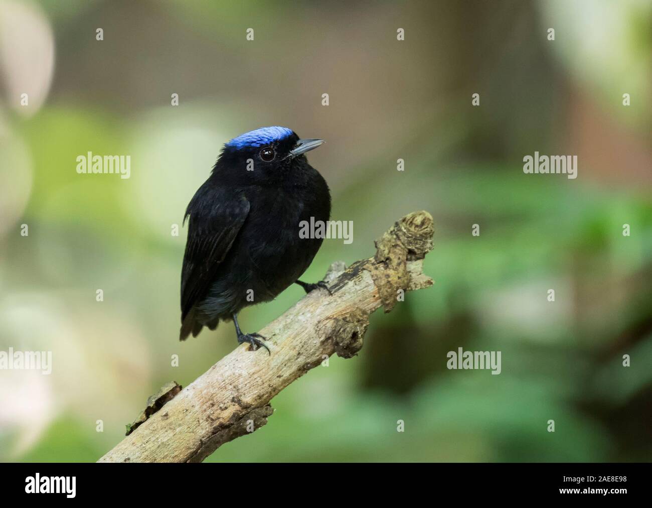 Blue crowned manakin hi-res stock photography and images - Alamy