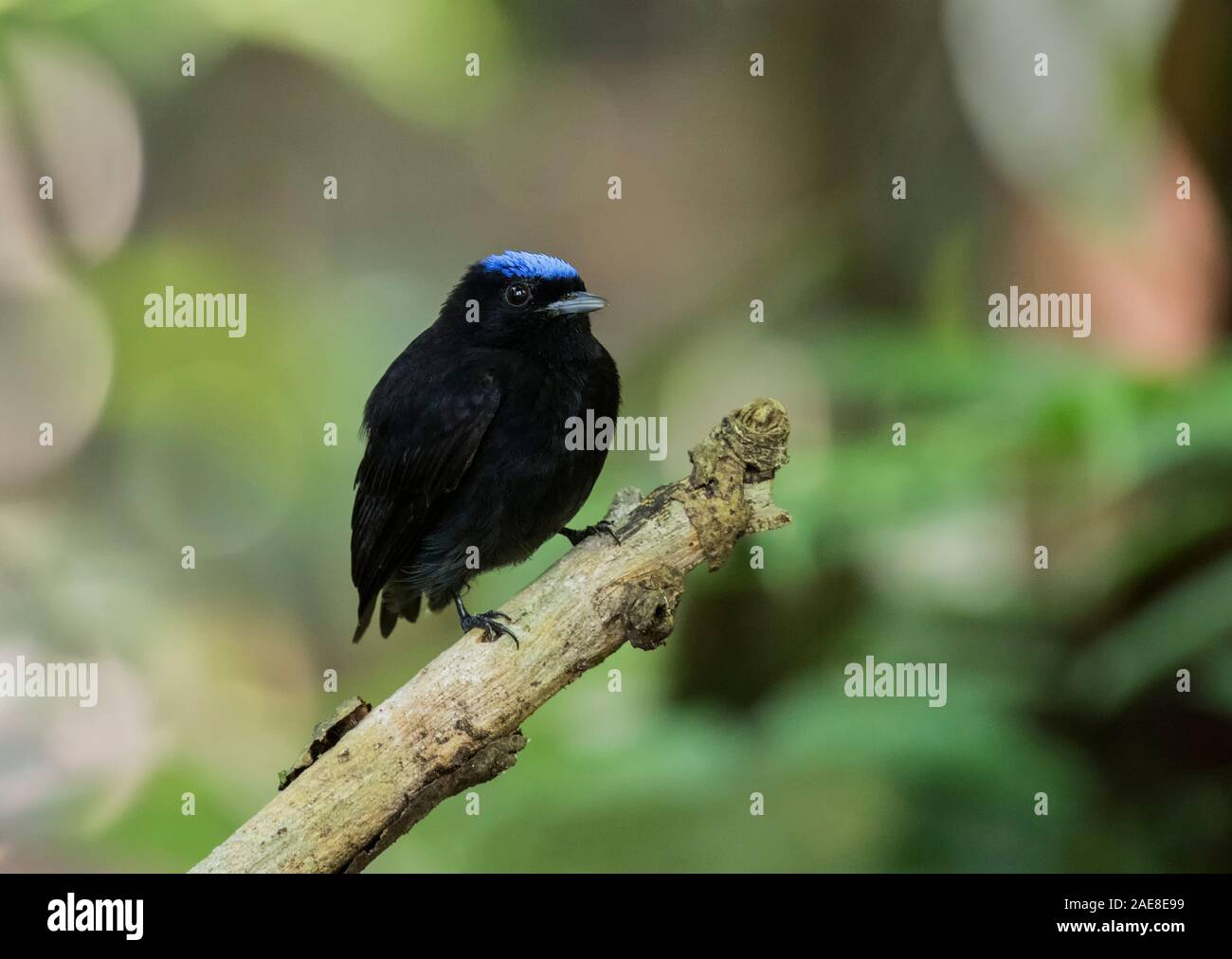 Blue- Crowned Manakin Stock Photo - Alamy