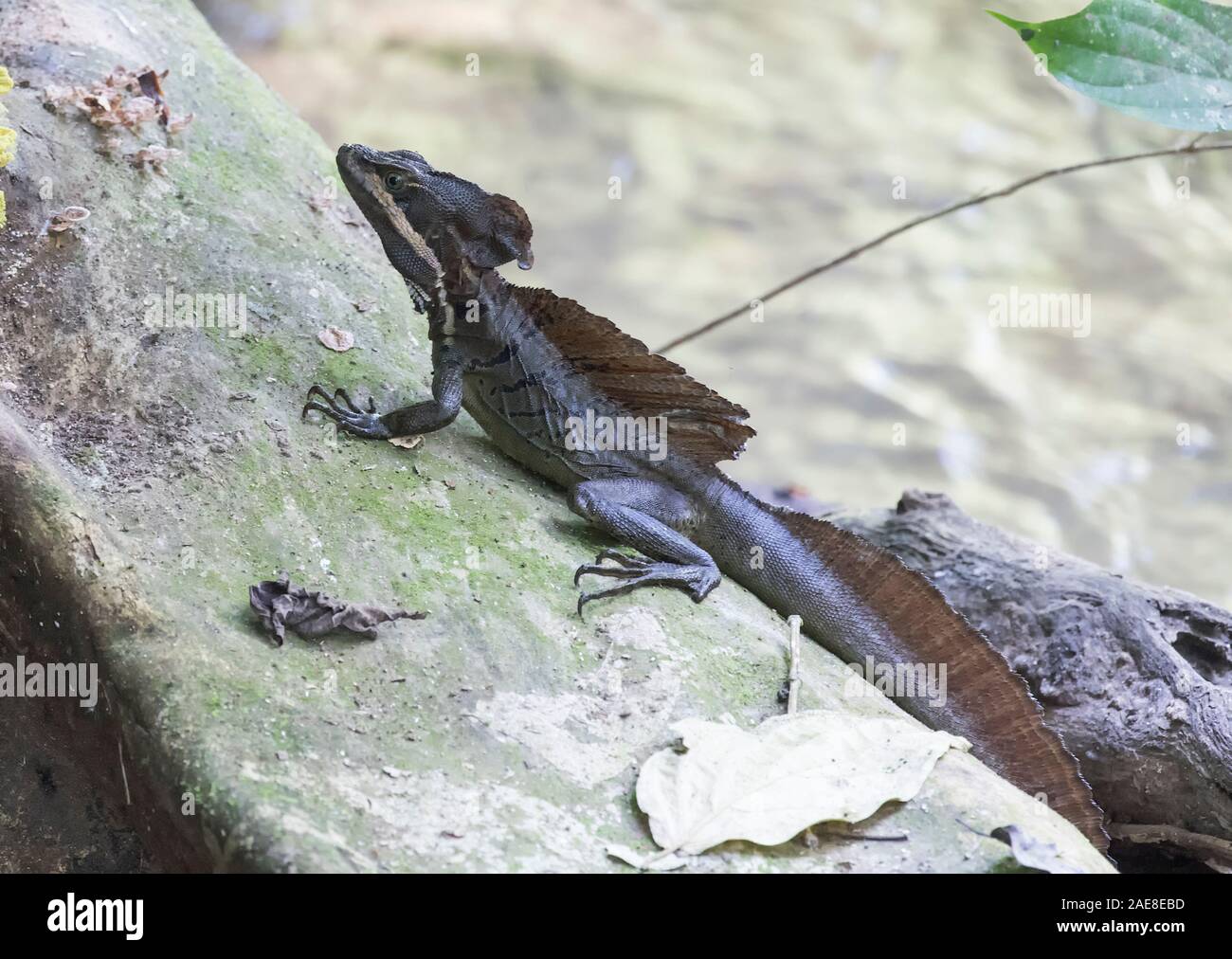 Brown basilisk hi-res stock photography and images - Alamy