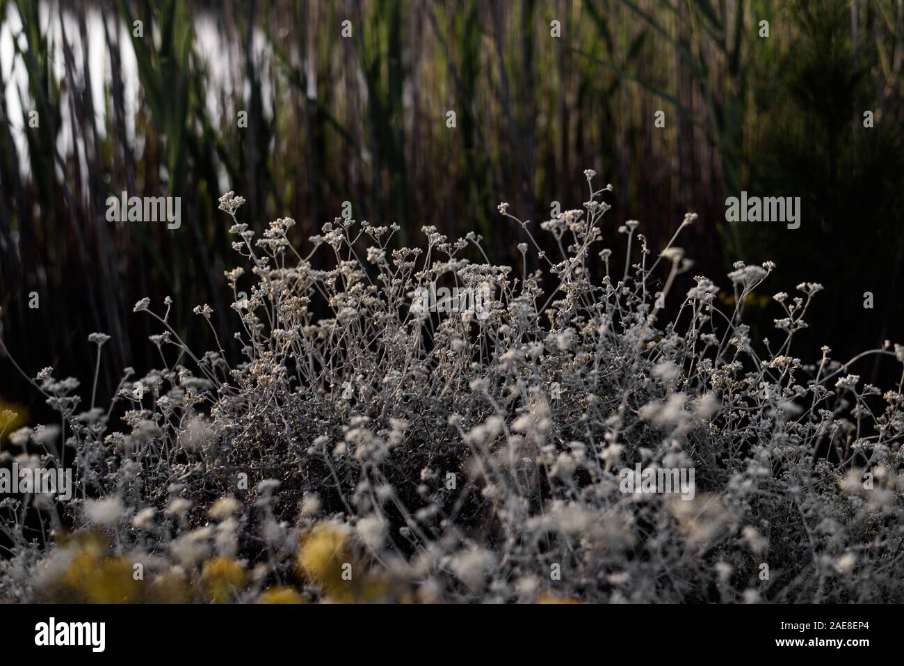 Cape fynbos floral kingdom hi-res stock photography and images - Alamy