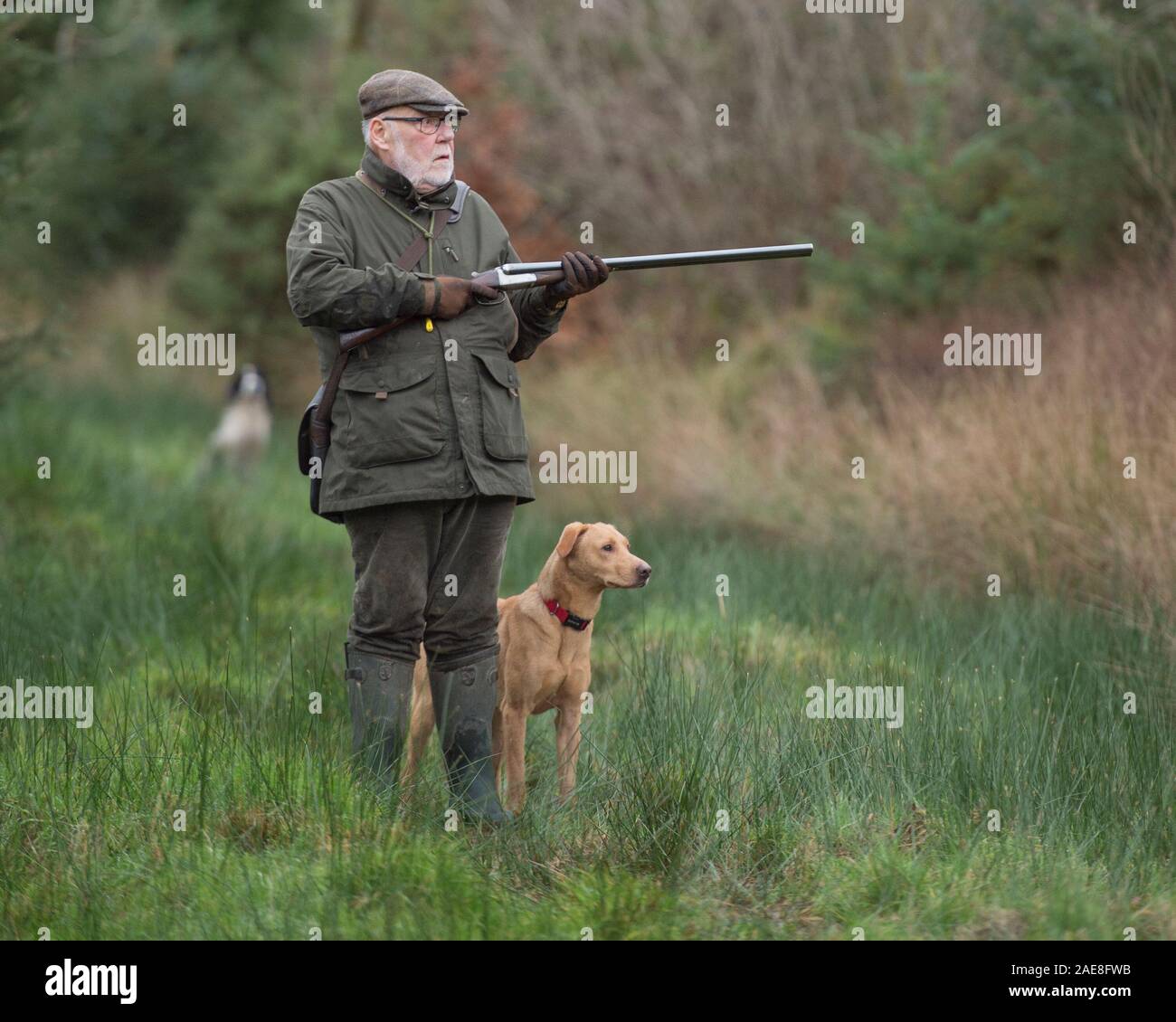 man shooting with shotgun and labrador Stock Photo - Alamy