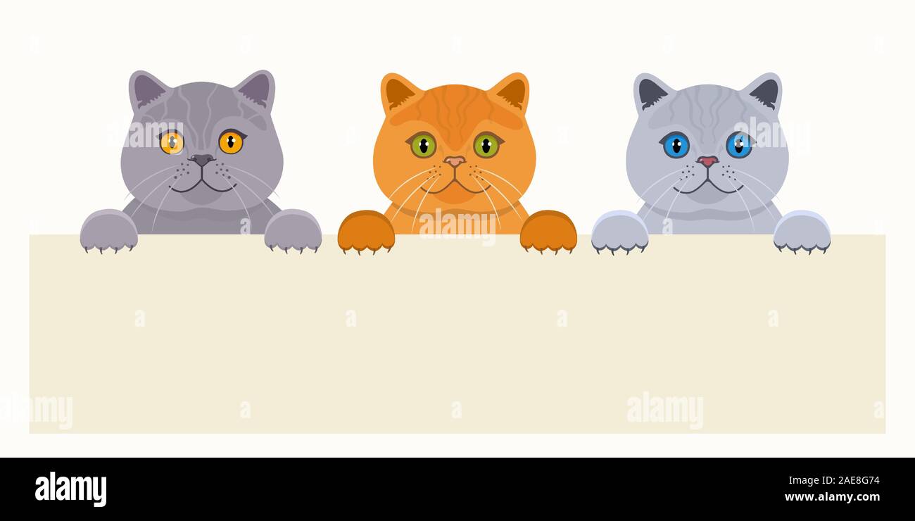 Tree cute british cats are behind the empty banner. Vector cartoon ...