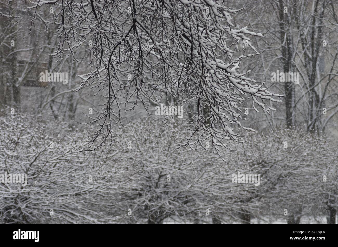 Snowy branches of a tree during a snowfall Stock Photo - Alamy