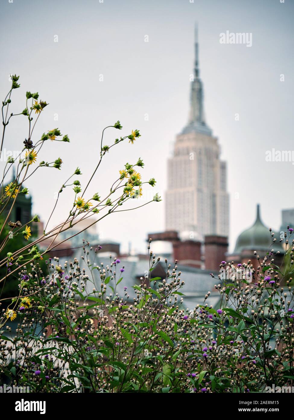 Blooming flowers at the Highline with skyscrapers in the background ...