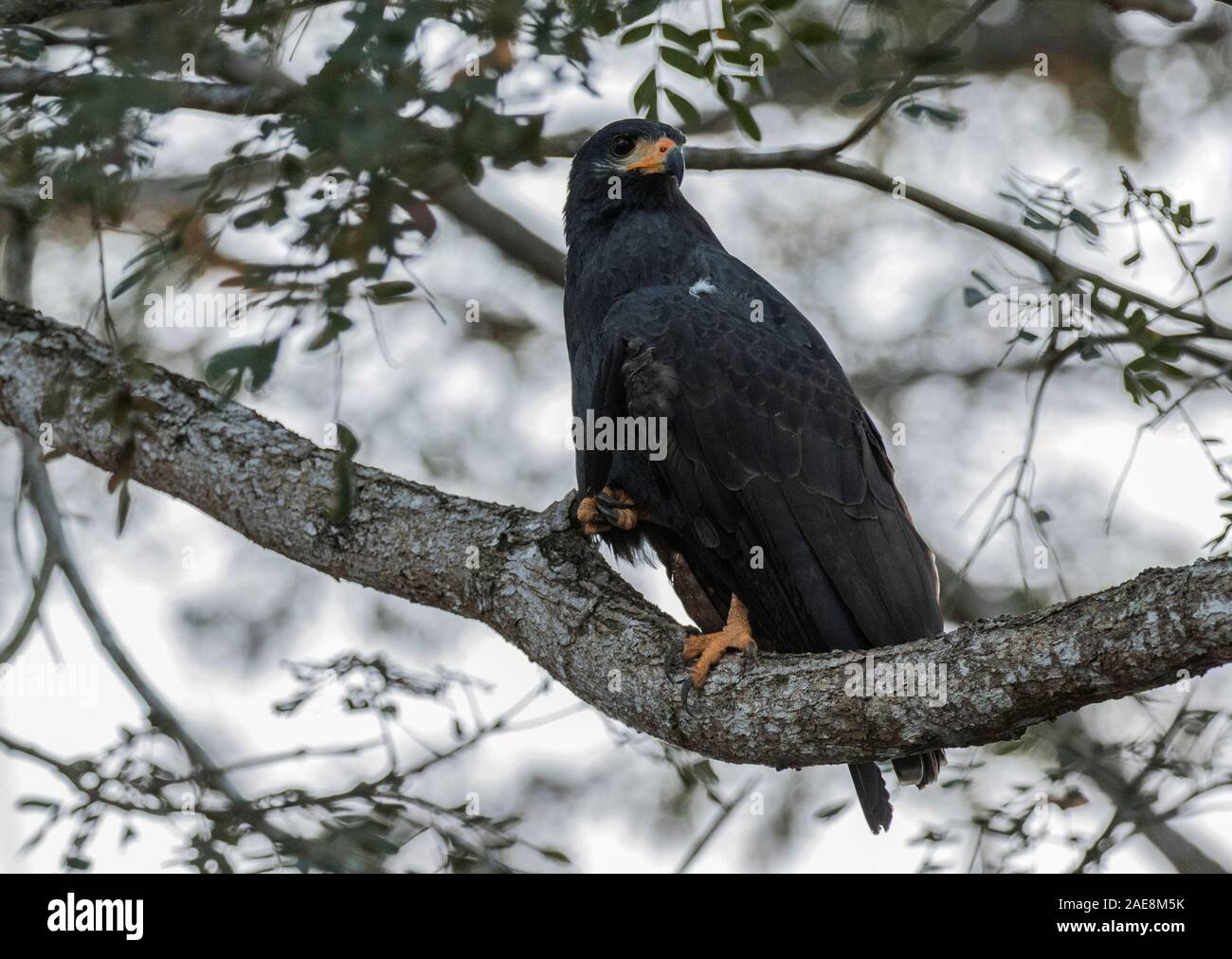 Hawk central hi-res stock photography and images - Alamy