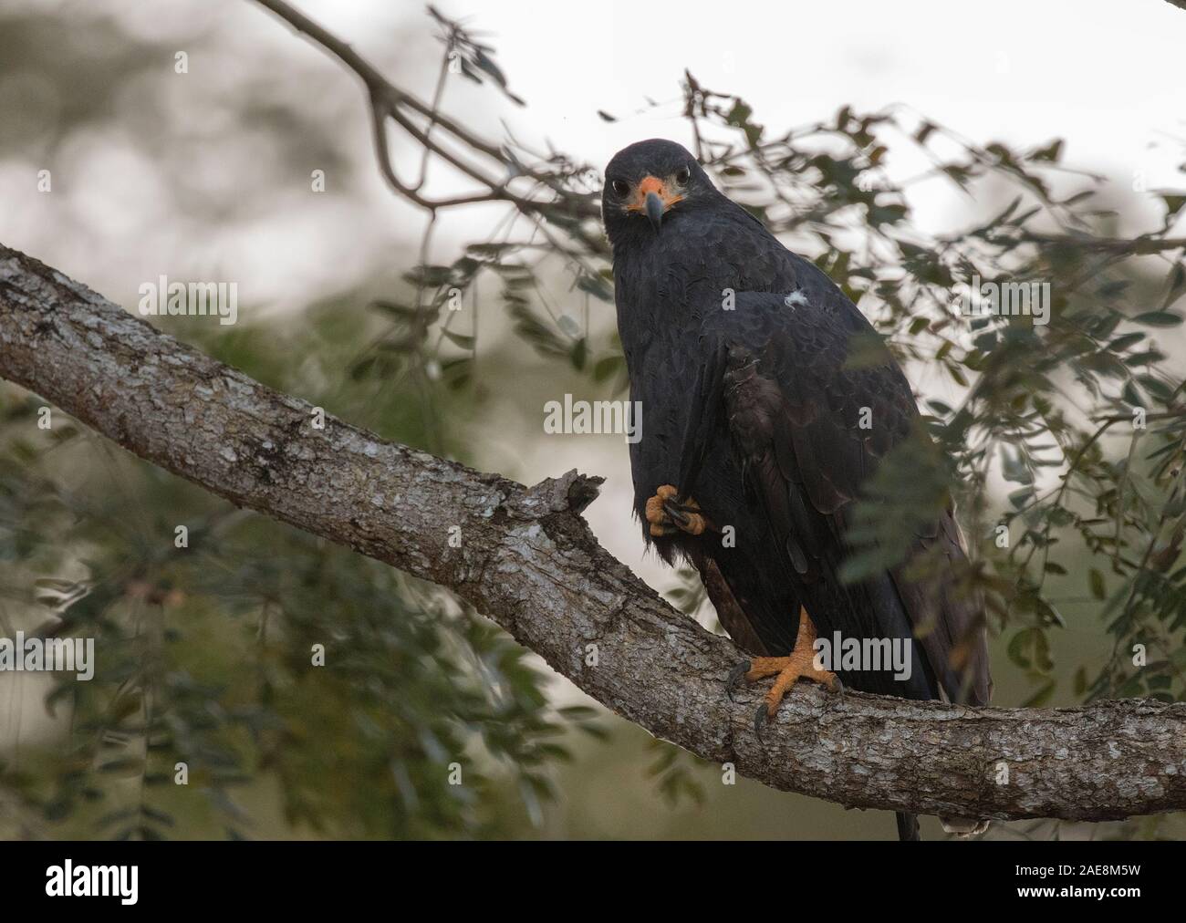 Common Black Hawk Stock Photo - Alamy
