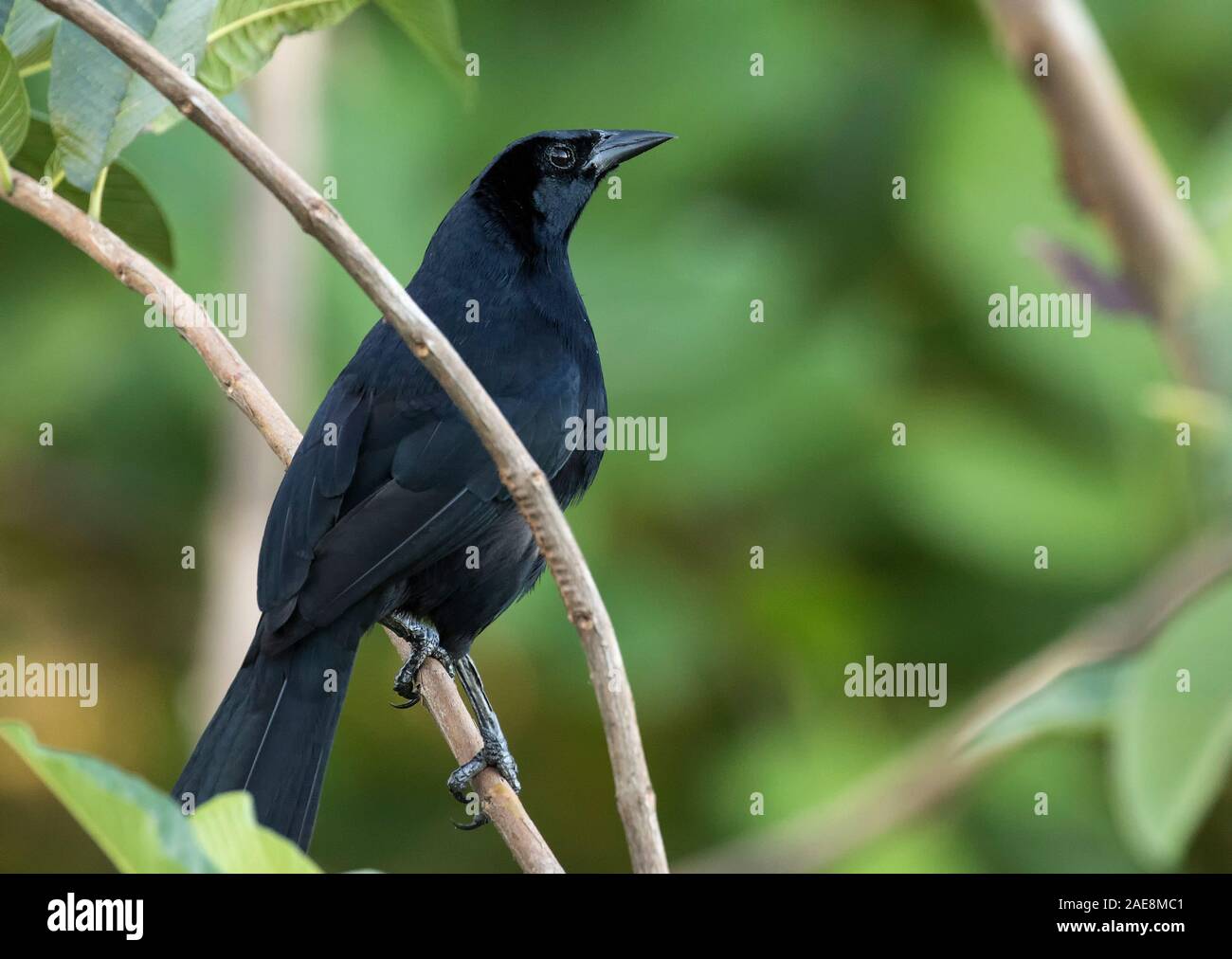 Great Tailed Grackle Stock Photo - Alamy
