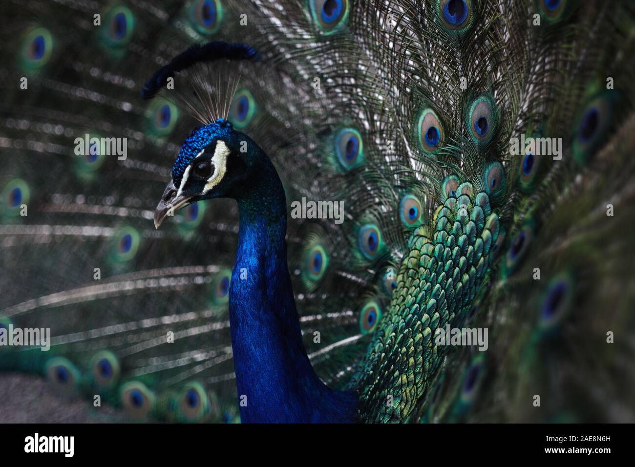 Close up side view of male peacock Stock Photo - Alamy