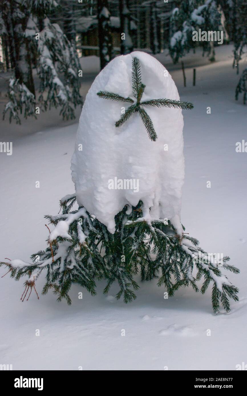 Small spruce tree covered with snow Stock Photo - Alamy