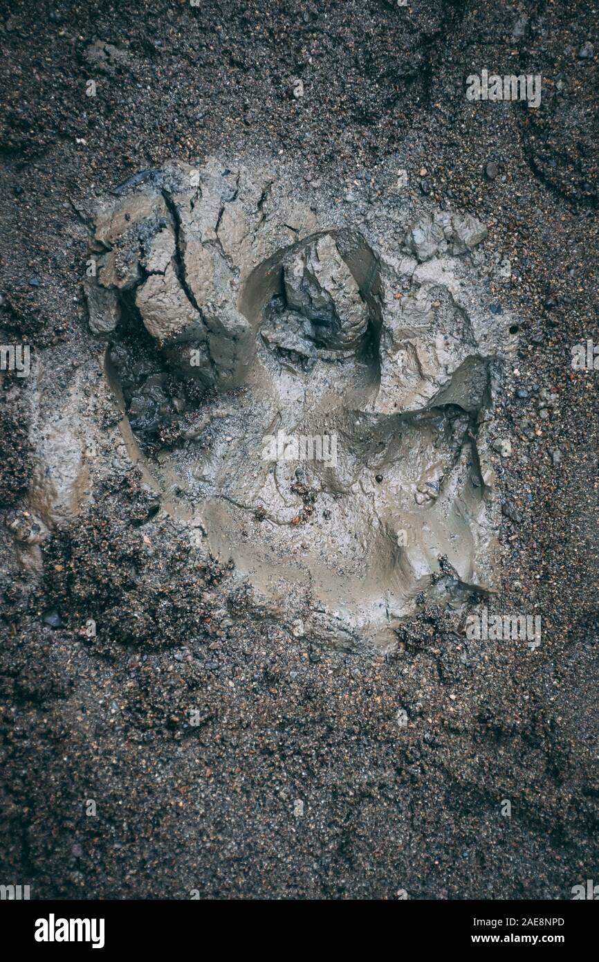 Tapir footprint in Corcovado forest, Costa Rica Stock Photo - Alamy