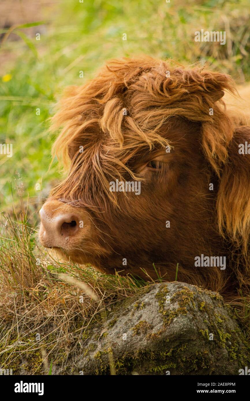 Sleepy highland cow calf lying in the grass Stock Photo - Alamy