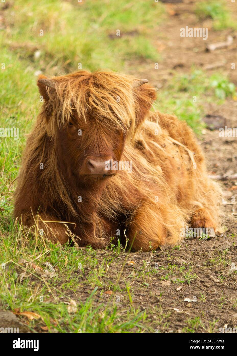 A highland cow having a lie down Stock Photo - Alamy