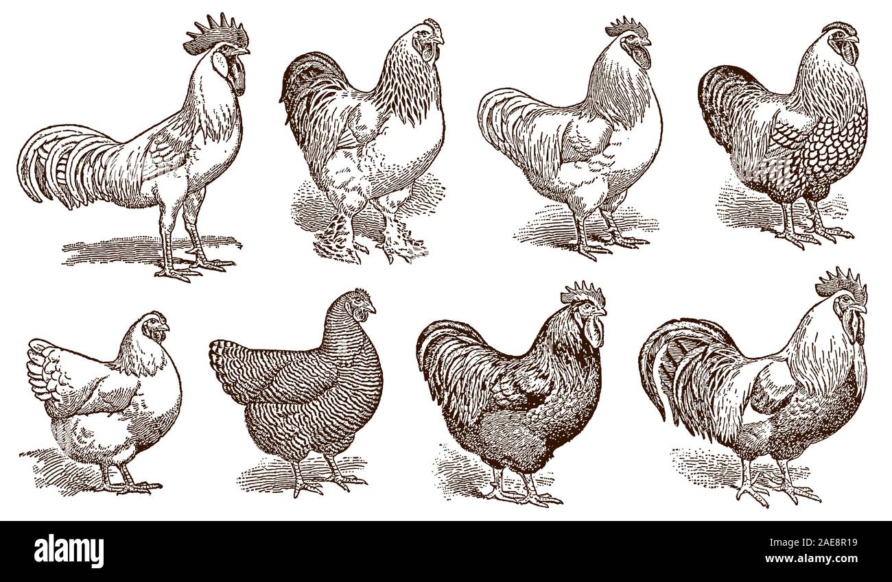 Collection of several roosters and hens, after historical illustrations ...