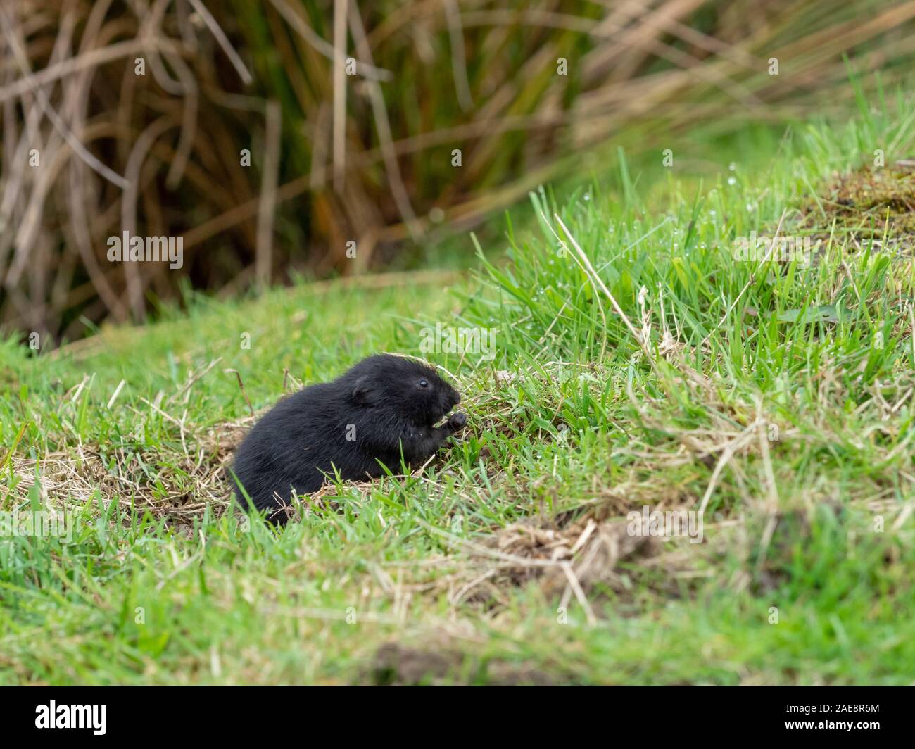 Black water vole hi-res stock photography and images - Alamy