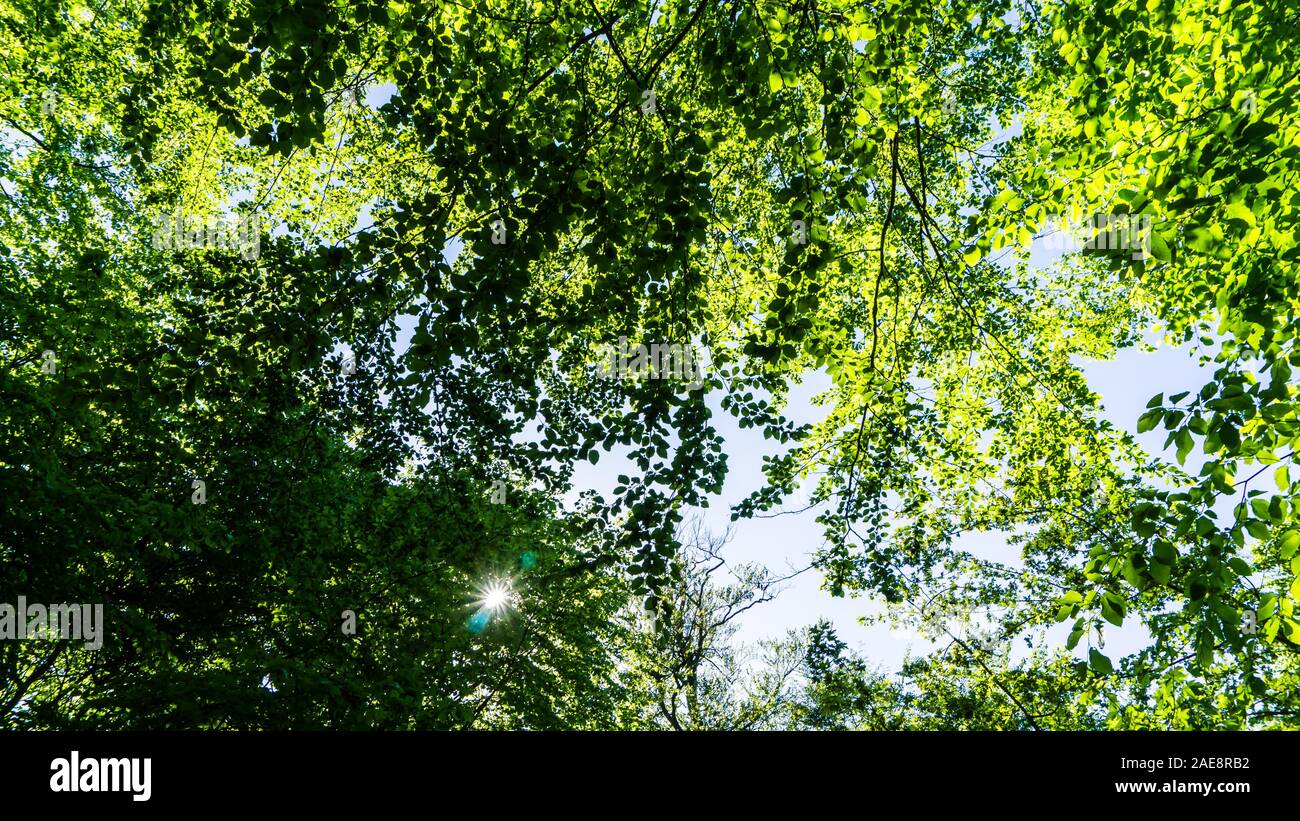 sun shining through leafs of a tree top Stock Photo - Alamy