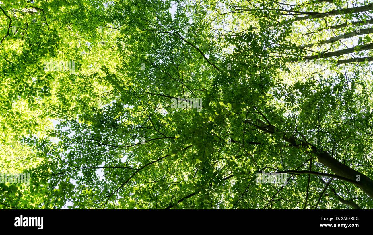 tree tops in summer season Stock Photo - Alamy
