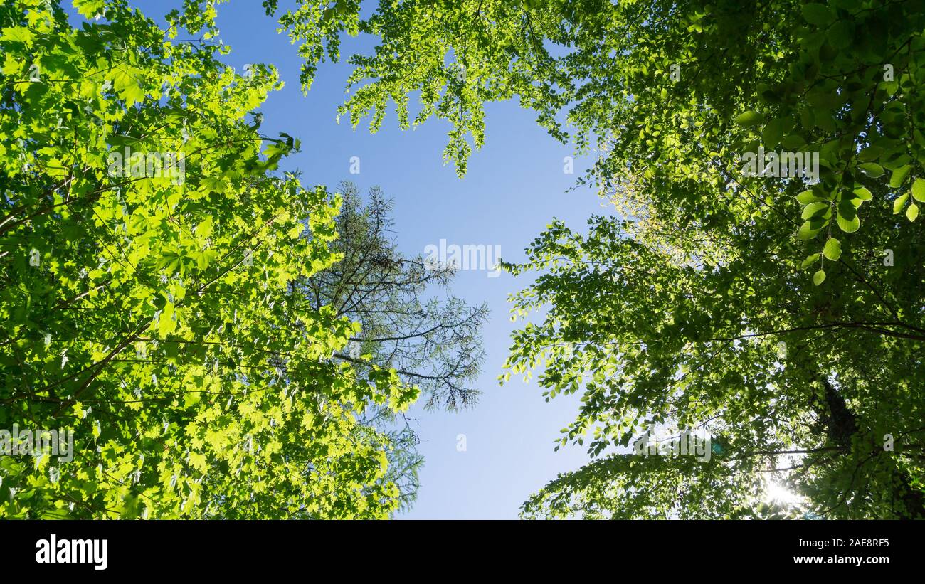 Broadleaf woodland summer hi-res stock photography and images - Alamy