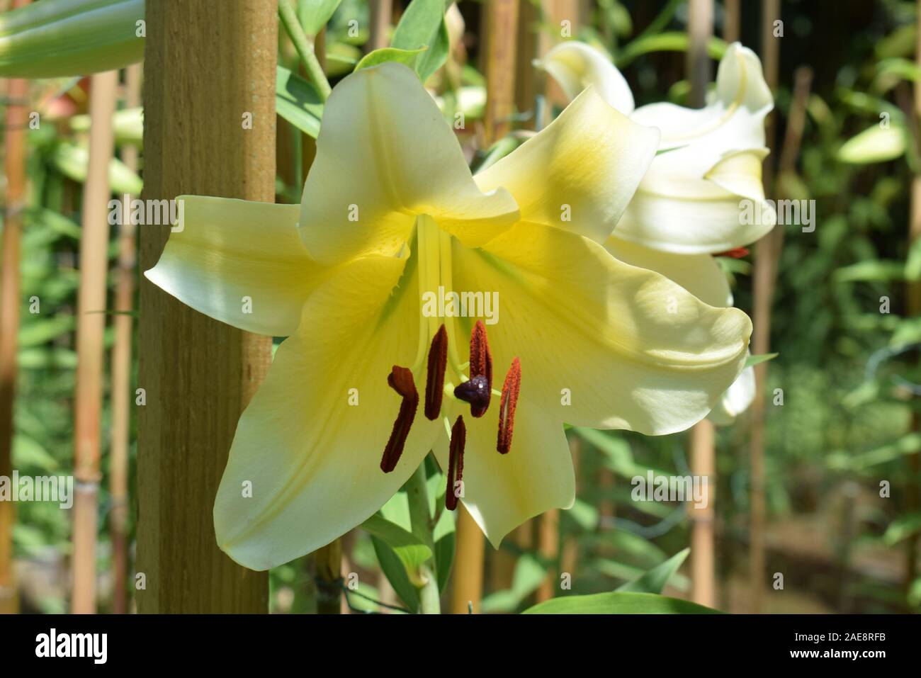 Lilium Conca d'or Stock Photo - Alamy