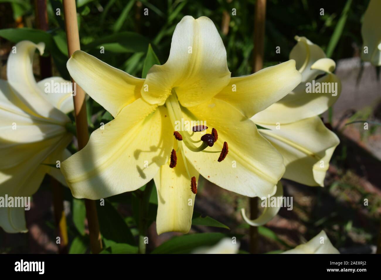 Lilium Conca d'or Stock Photo - Alamy